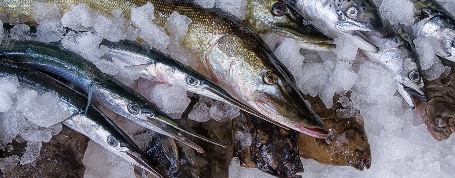 Kutter- und Küstenfisch Rügen